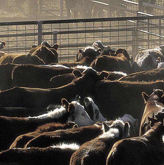 » Safety when working with livestock